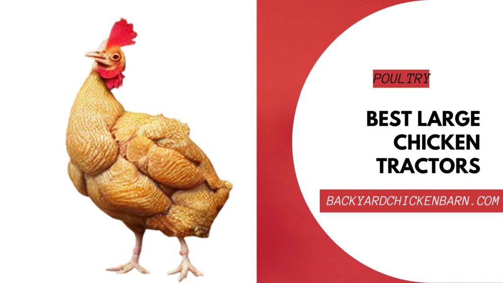 The Russian Orloff Chicken Breeds – backyardchickenbarn.com