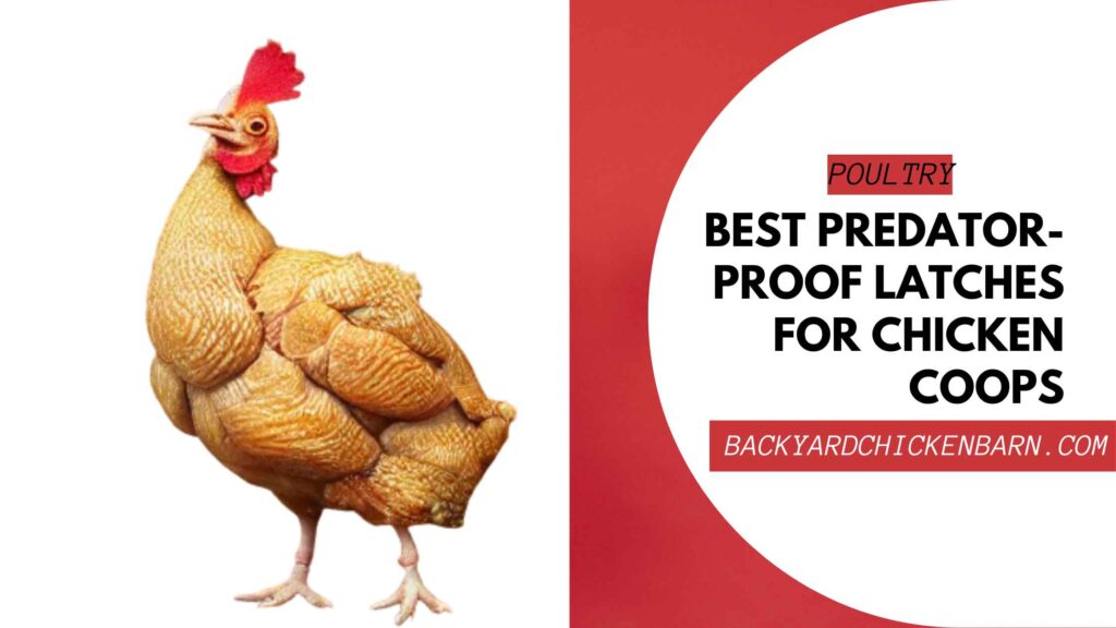 The Best Predator-Proof Latches for Chicken Coops – backyardchickenbarn.com