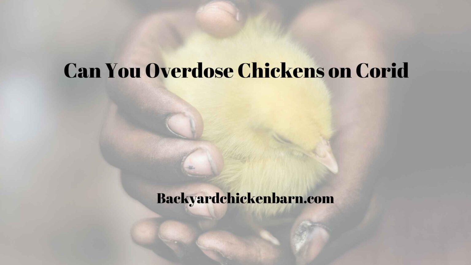 Beat Vent Gleet in Chickens: Causes, Symptoms, and Treatment ...