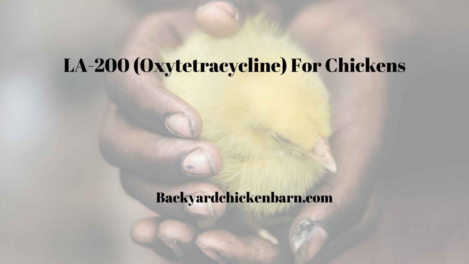 The Ultimate Chicken Poop Guide – backyardchickenbarn.com