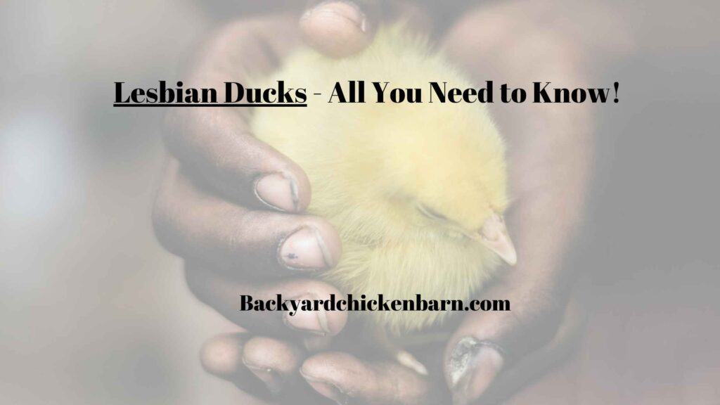 Lesbian Ducks Unpacking Same Sex Behavior In Birds