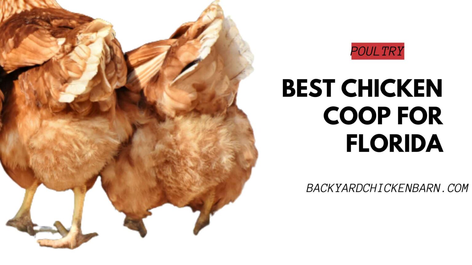 Best Chicken Coop for Florida: A Guide for Sunshine State Poultry ...