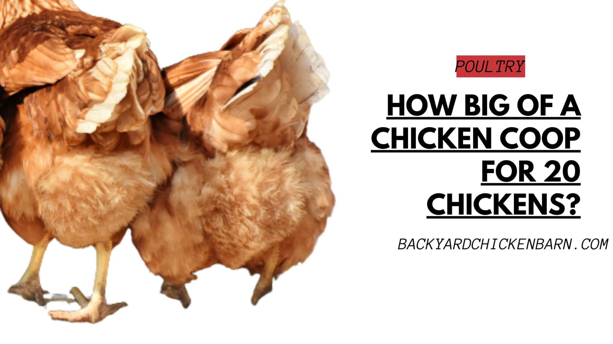 Introducing Chickens to New Coop: The Ultimate Guide ...