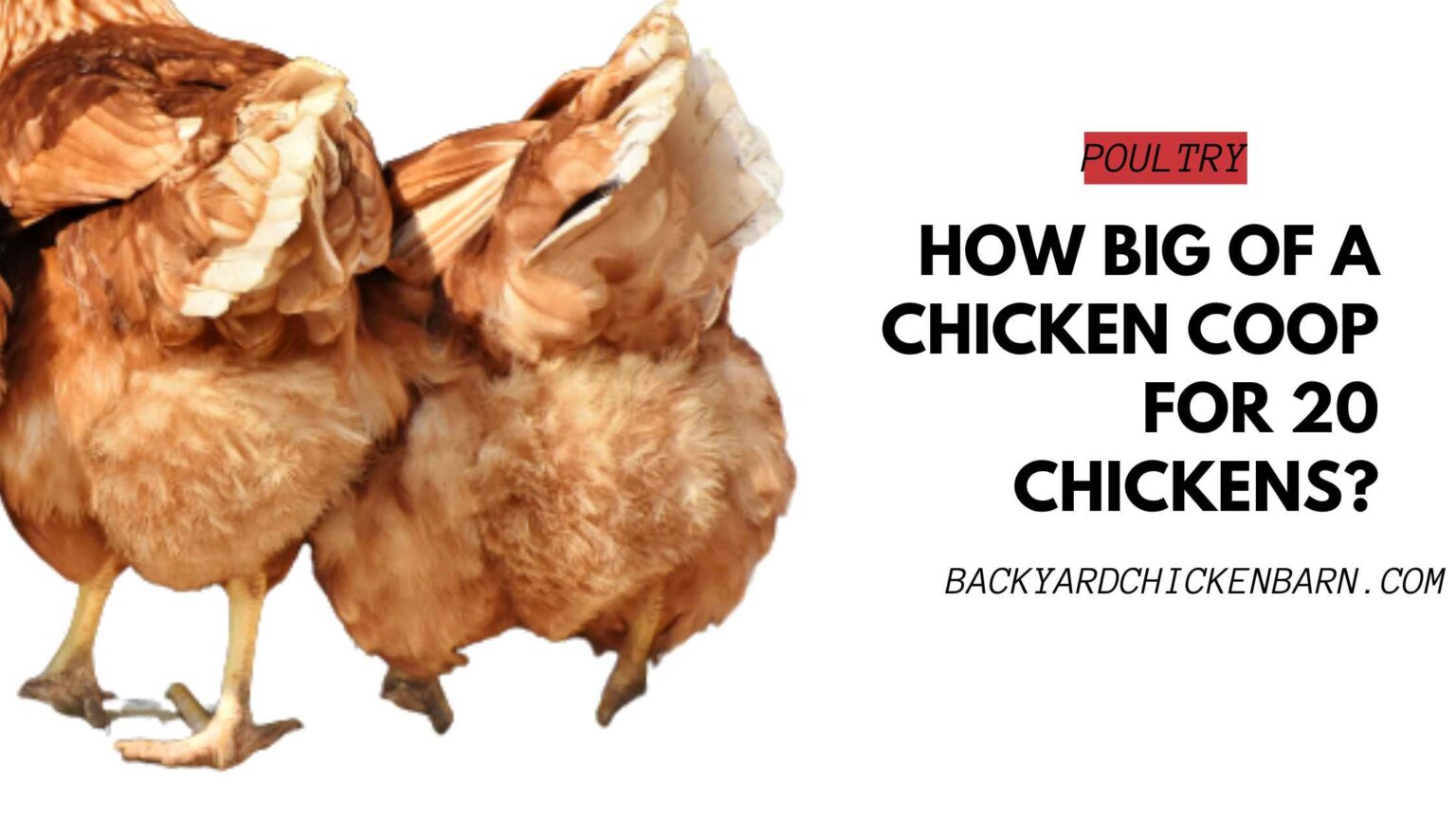 Chicken Laws by County in Pennsylvania – backyardchickenbarn.com