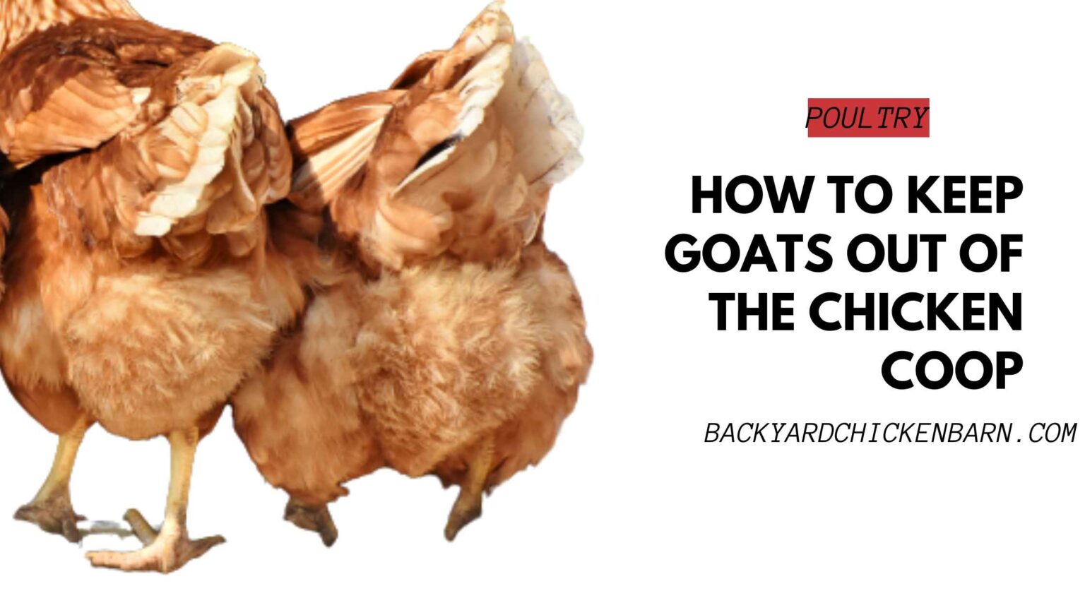 Corid Dosage for Chickens – Dosage Chart, Effects, Administration etc ...