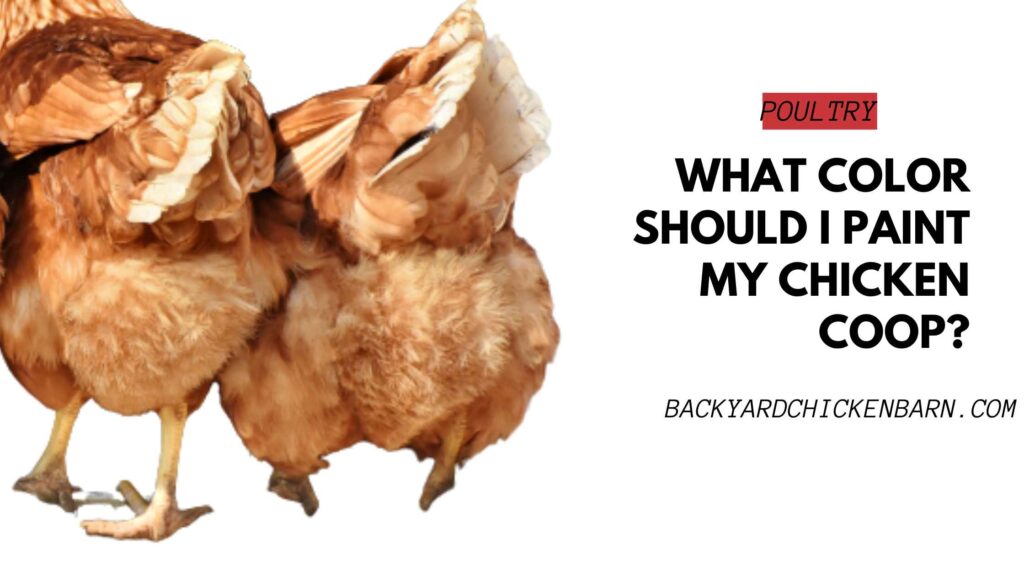 The Minorca Chicken Breed: Elegant and Prolific Layers ...