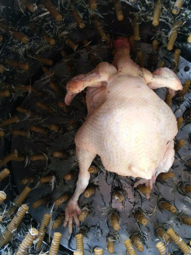 Best Commercial Chicken Defeathering Machines – backyardchickenbarn.com